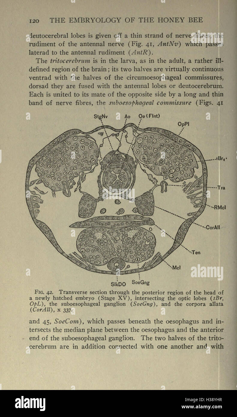 This work provides detailed insight into the development of honey bee ...
