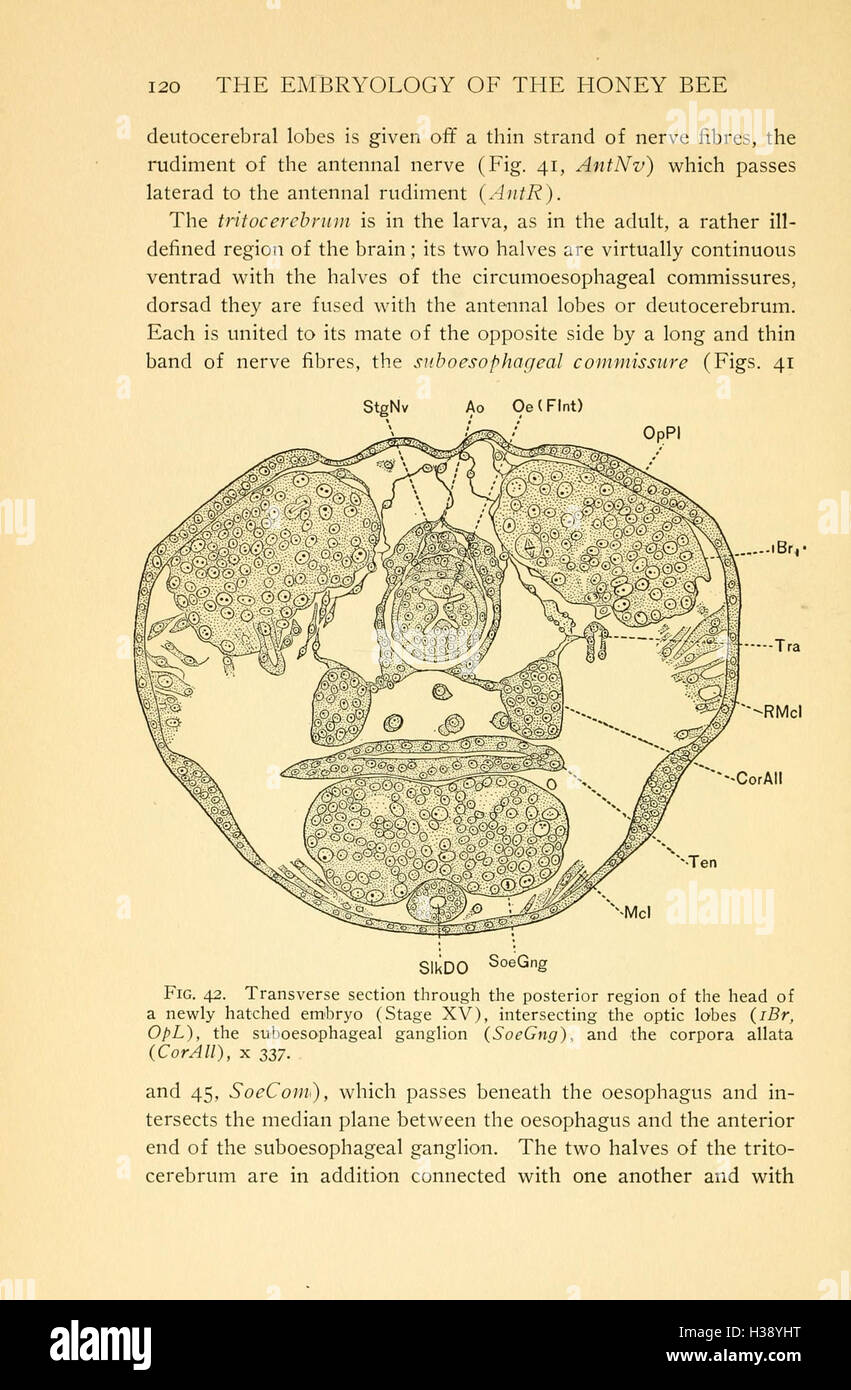 This study explores the developmental stages of the honey bee, focusing ...