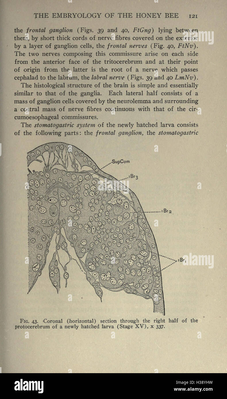 This page covers the embryological development of honey bees, including ...
