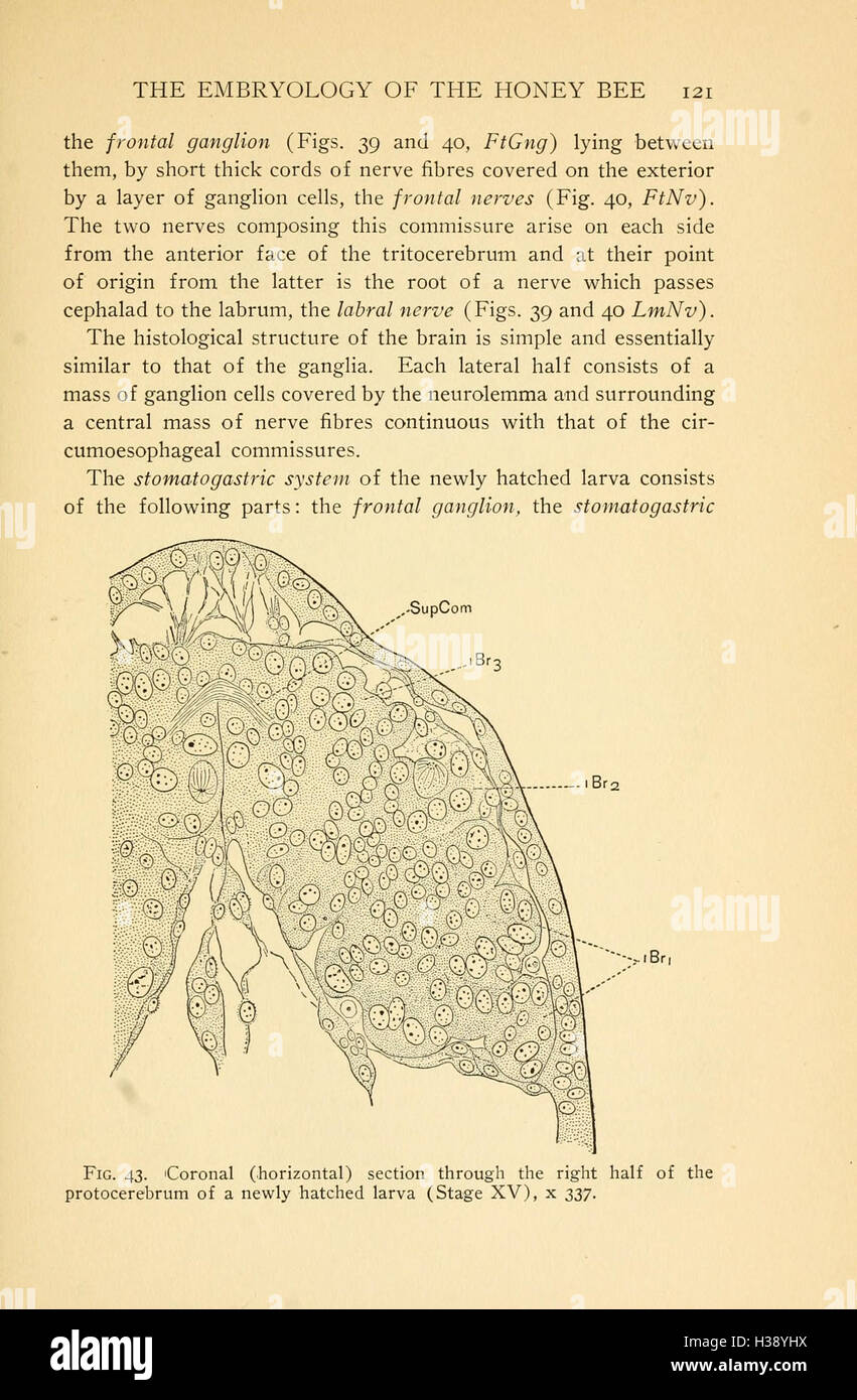 This work discusses the development of honey bee embryos, detailing ...
