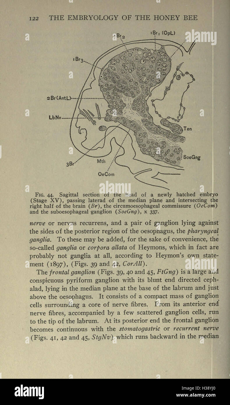 This study delves into the developmental stages of the honey bee ...