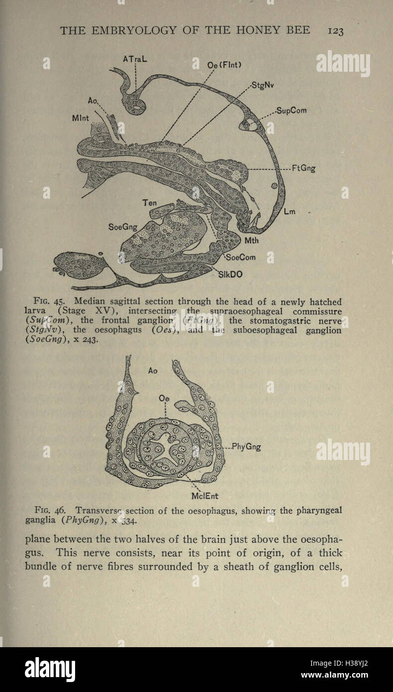 This work focuses on the developmental stages of honey bee embryos ...