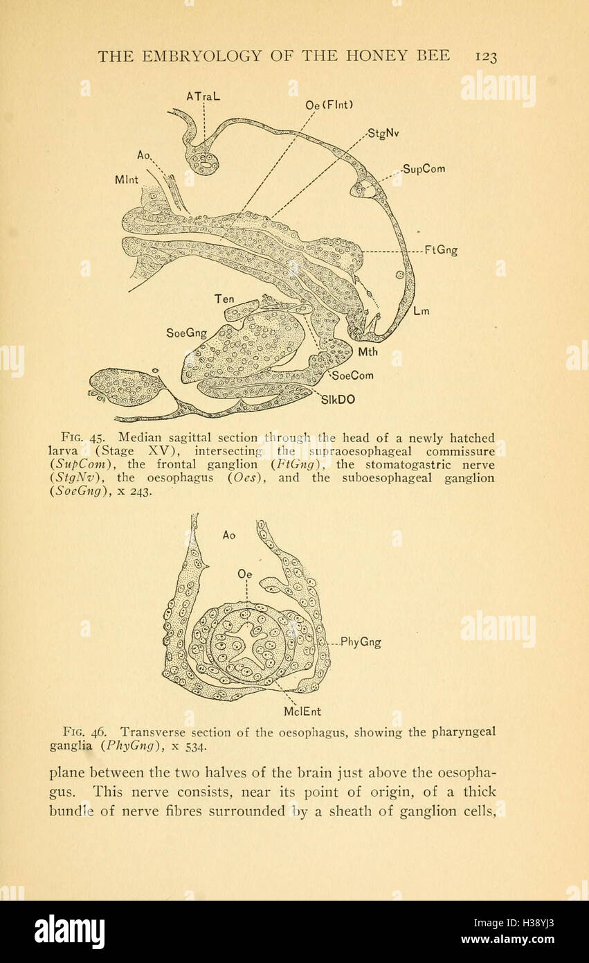 A scientific study of the embryological development of honey bees ...