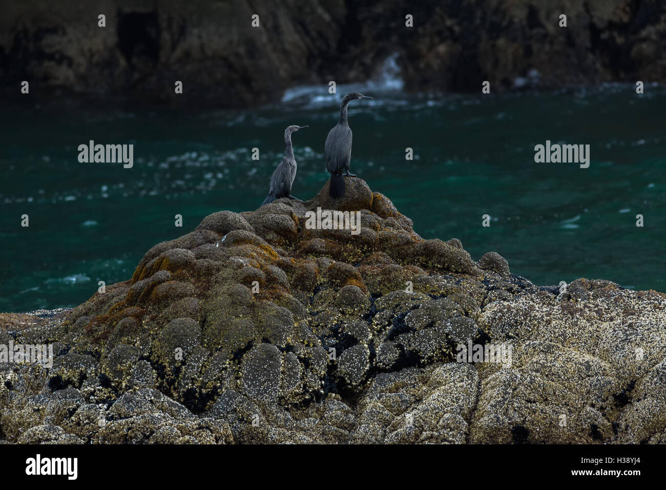 Pelagic cormorant nesting on the rocks in Pacific Ocean Stock Photo - Alamy