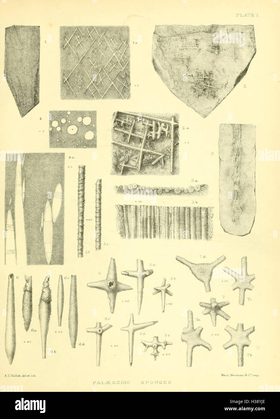 This monograph presents a detailed study of British fossil sponges ...