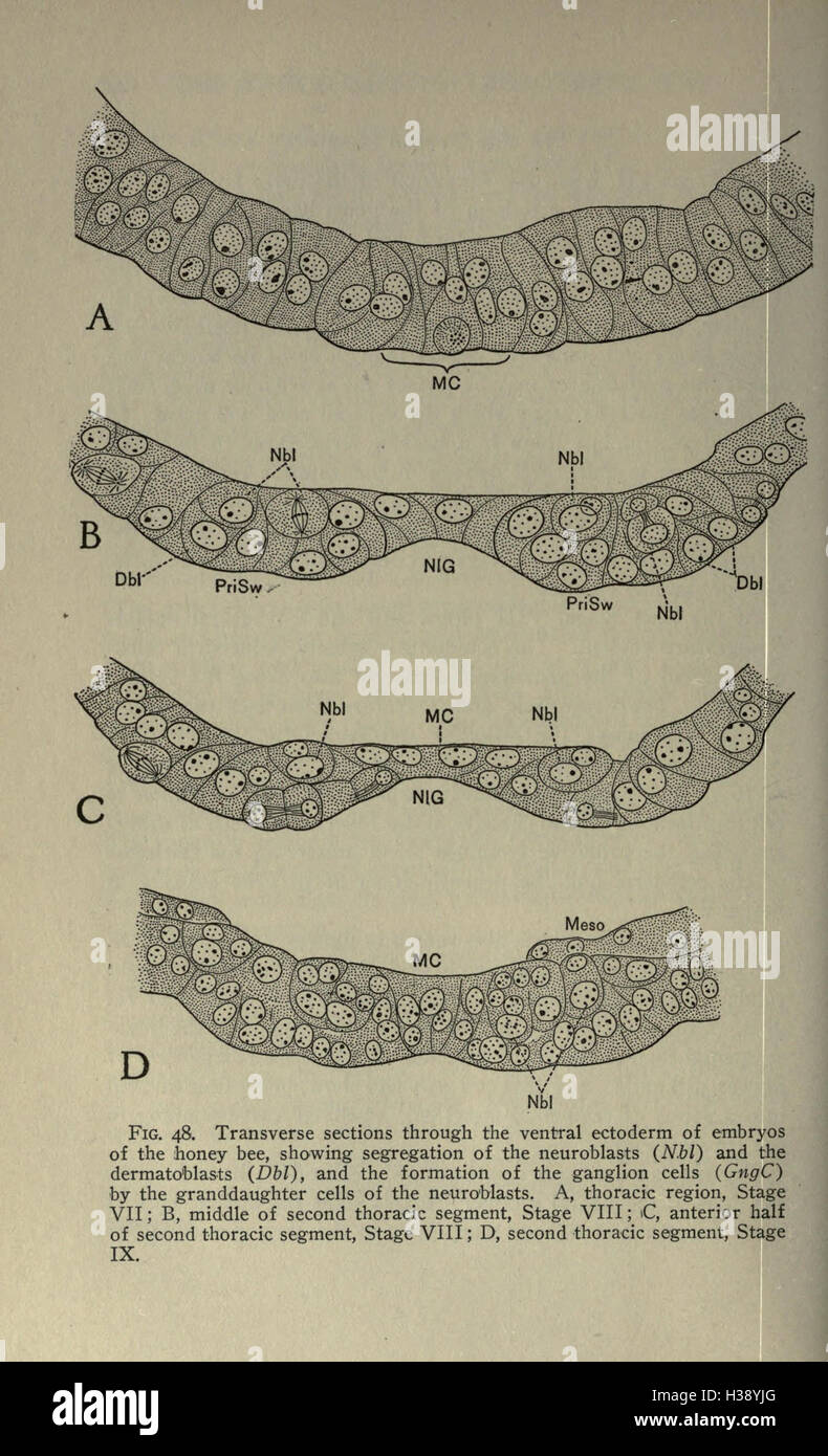 This work examines the embryology of honey bees, detailing the ...