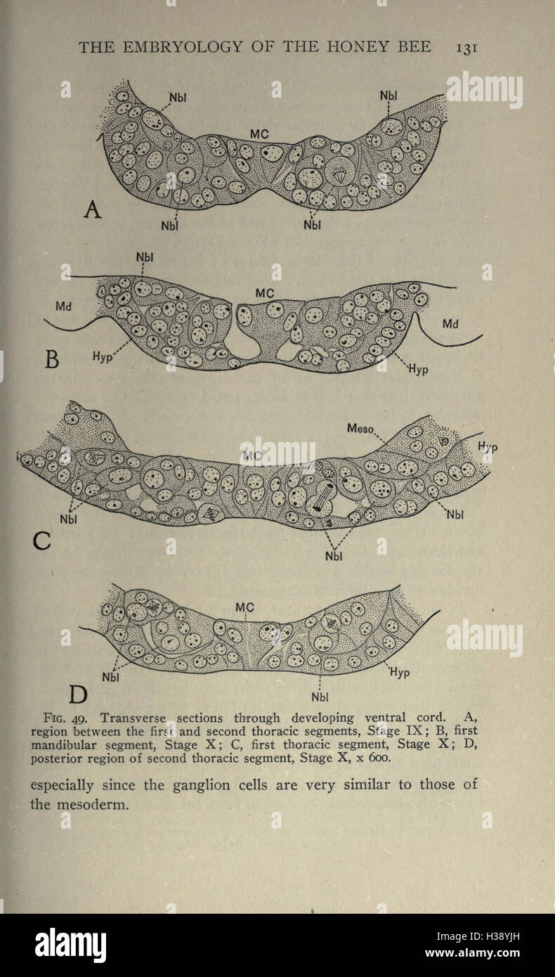 This work discusses the embryological development of honey bees ...