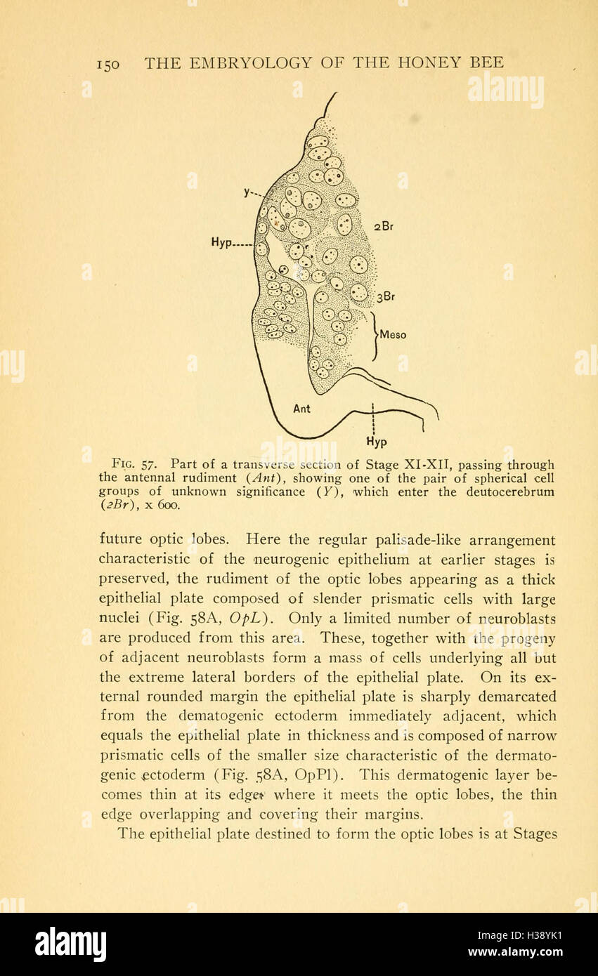 This page covers the embryology of honey bees, focusing on their early ...