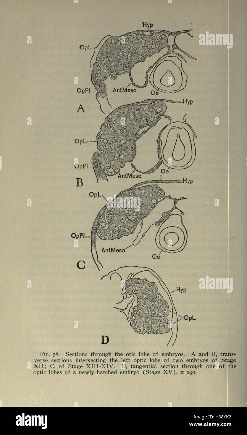 The embryology of the honey bee (Page 152) BHL215 Stock Photo - Alamy