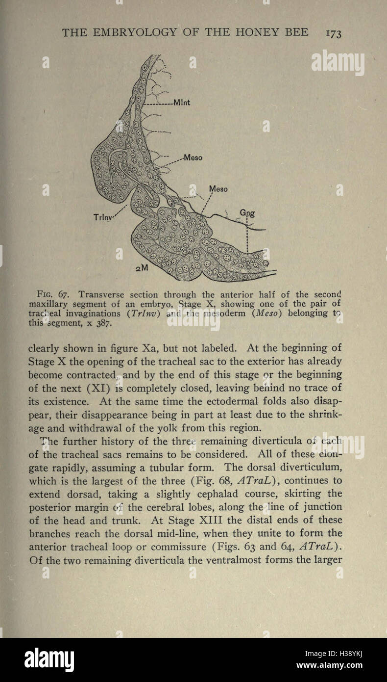 This study explores the embryonic development of the honey bee ...
