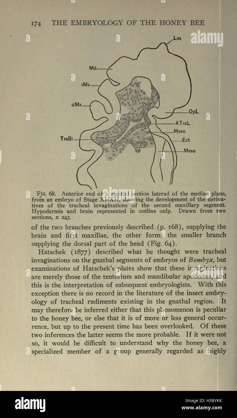 This study focuses on the embryological development of the honey bee ...