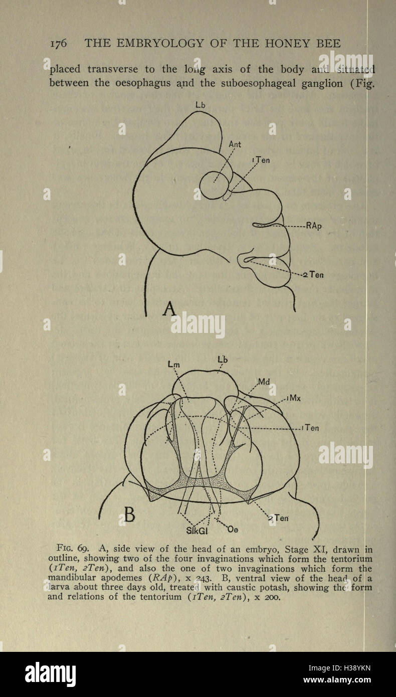 This text explores the development and embryology of the honey bee ...