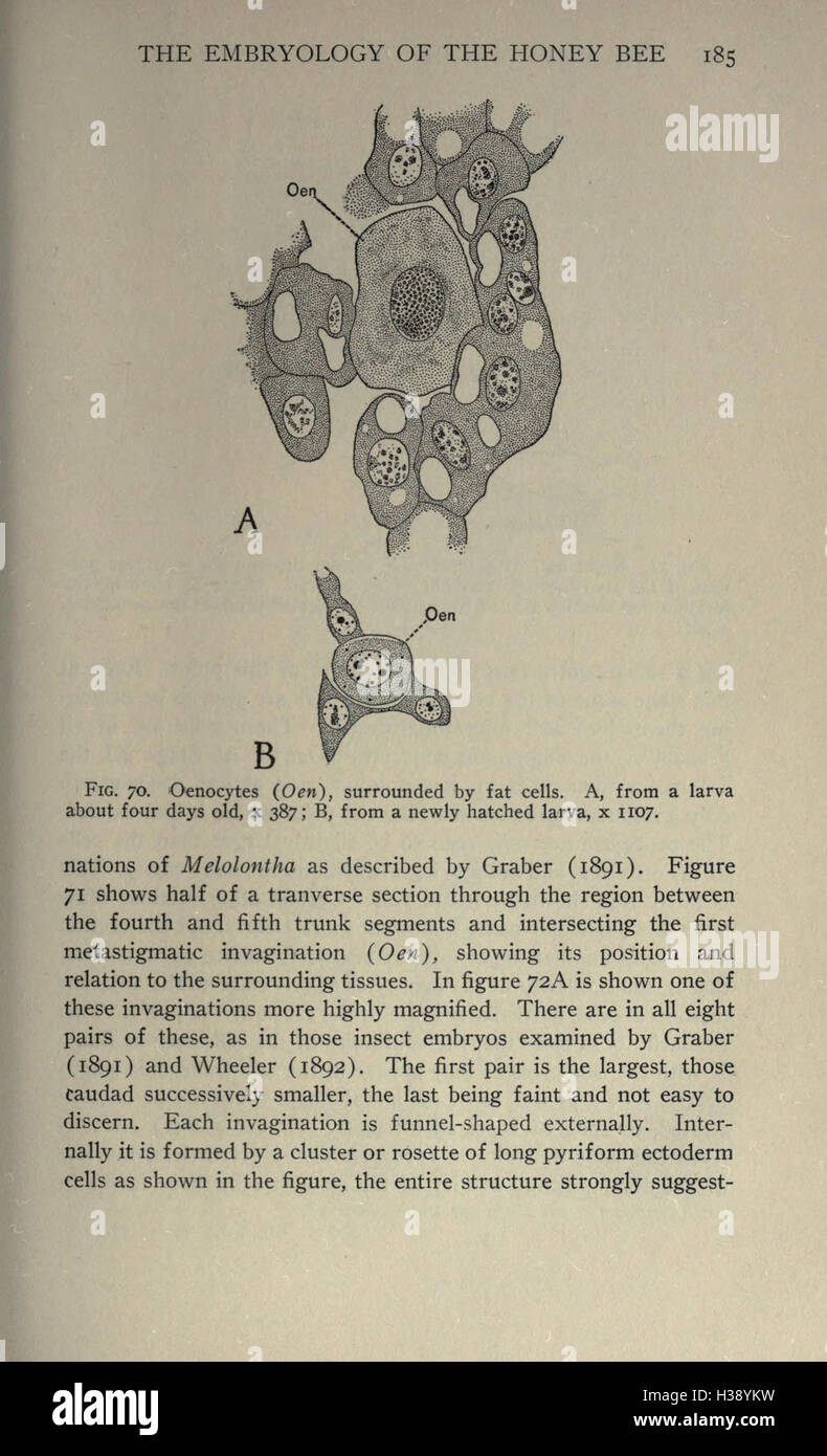 This text explores the embryological development of the honey bee ...