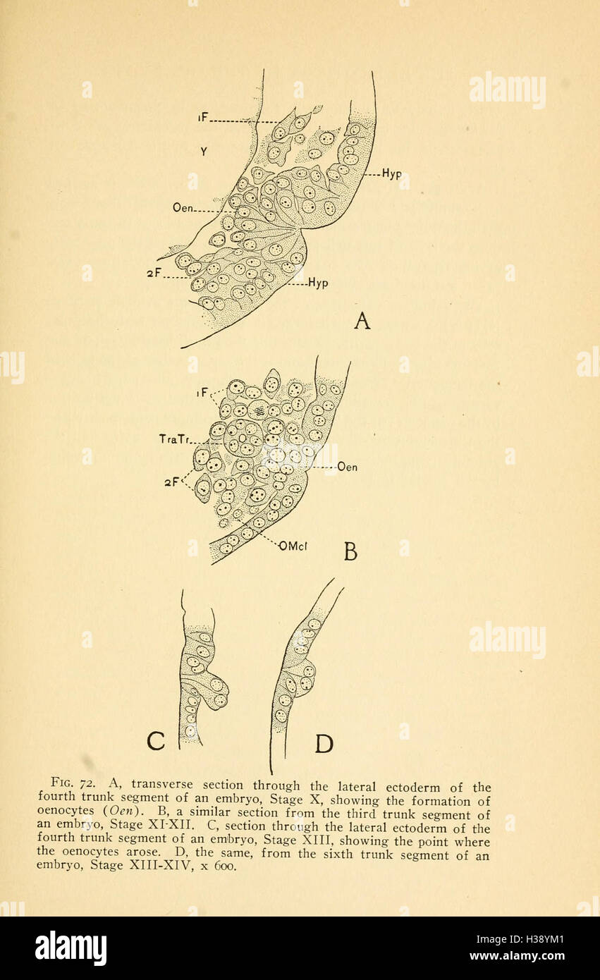 This work explores the embryology of the honey bee, detailing the ...