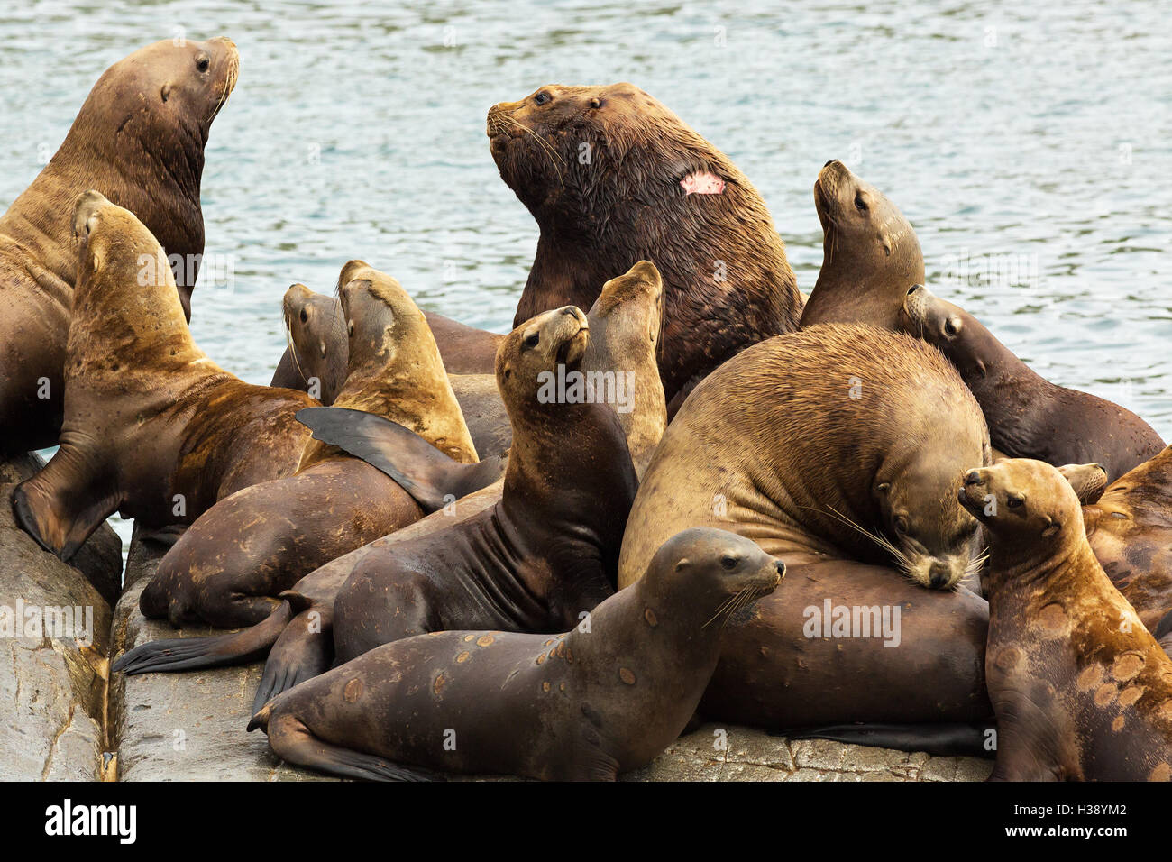 Rookery Steller sea lions. Island in Pacific Ocean near Kamchatka ...