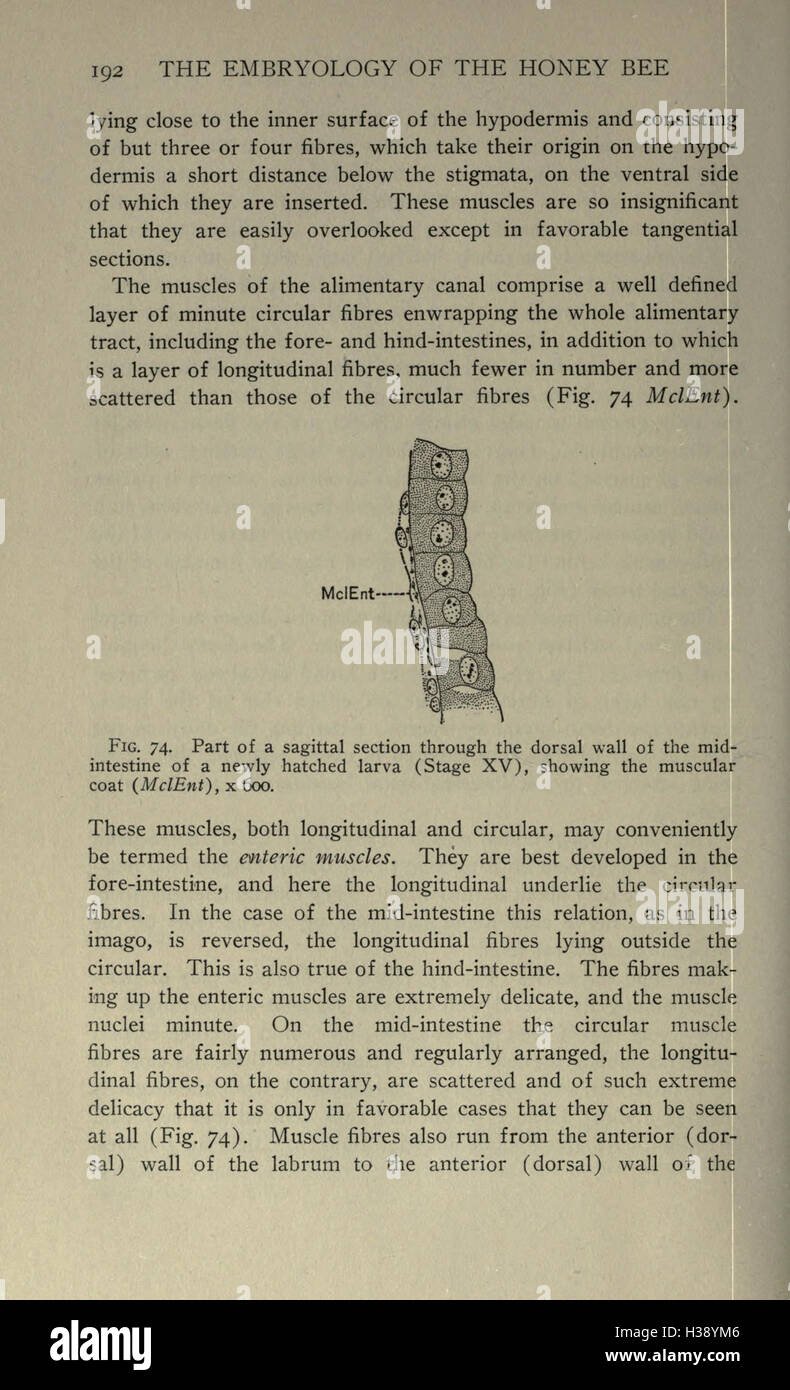 This study covers the embryological development of the honey bee ...