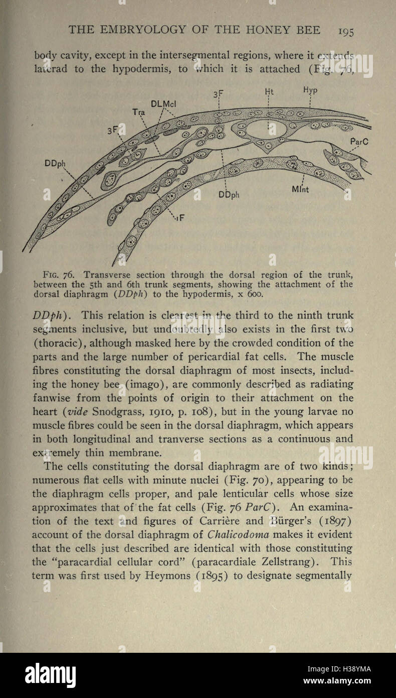 This text explores the development of honey bee embryos, covering the ...