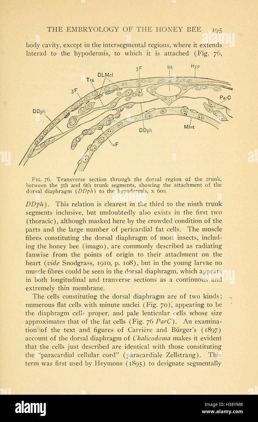 This work discusses the embryological development of honey bees, from ...