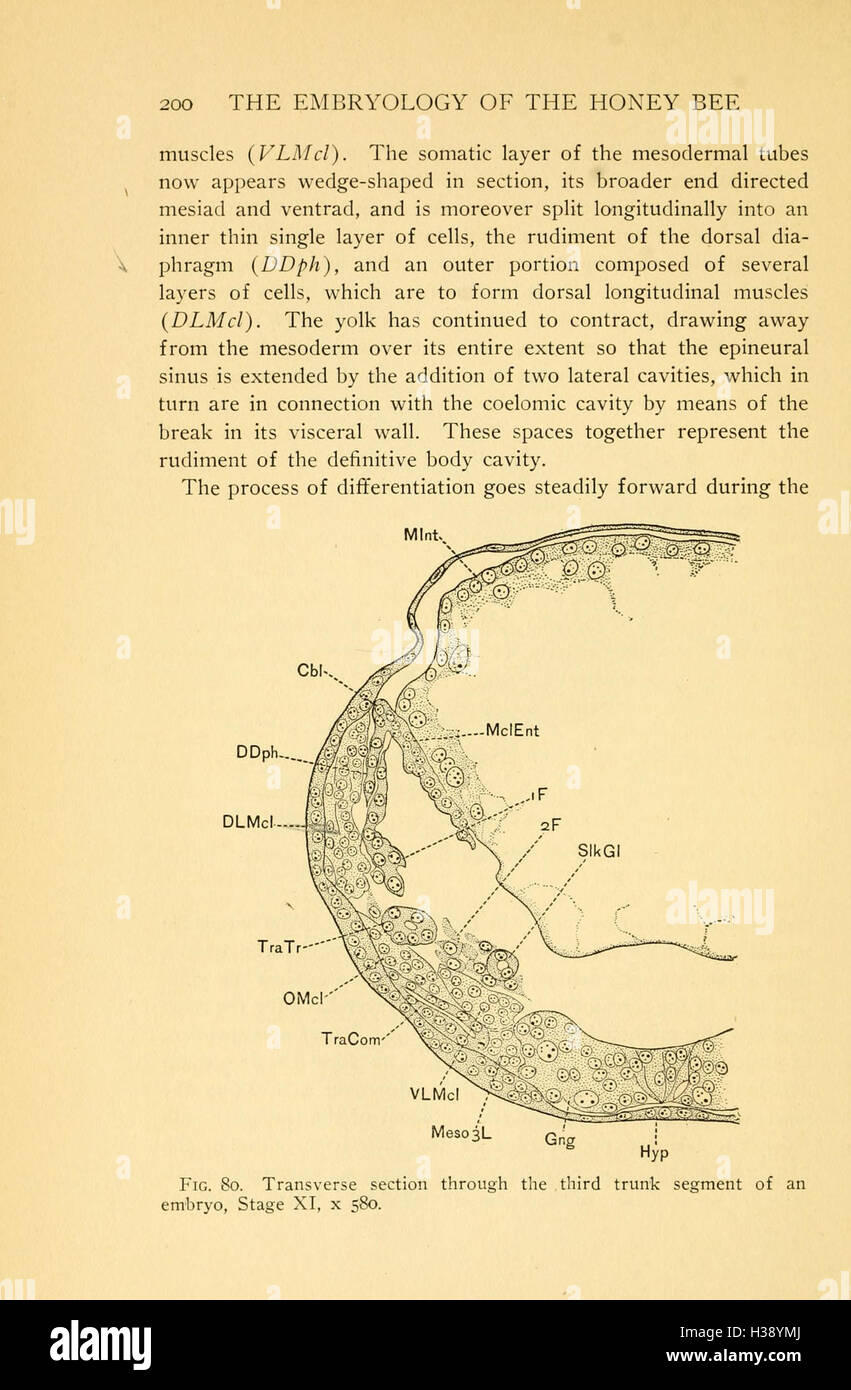 This page presents the embryological development of the honey bee ...