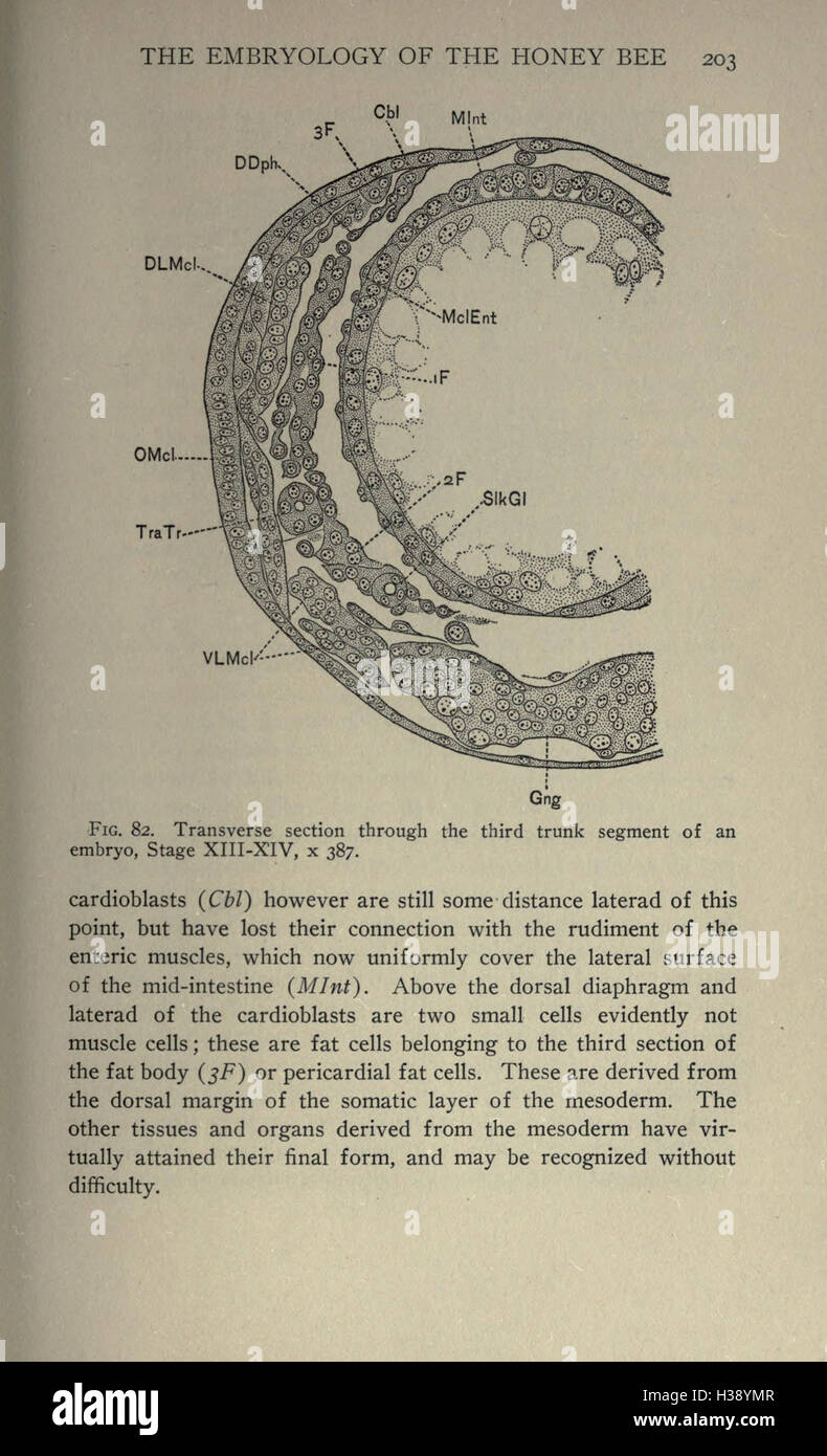 This work examines the embryological development of honey bees ...
