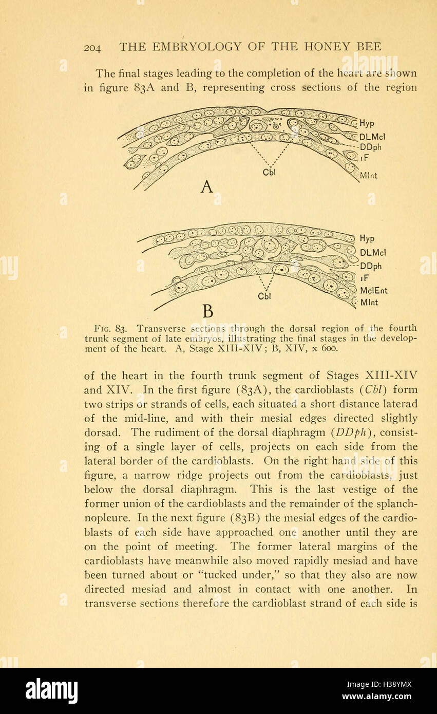 This work explores the embryological development of honey bees ...