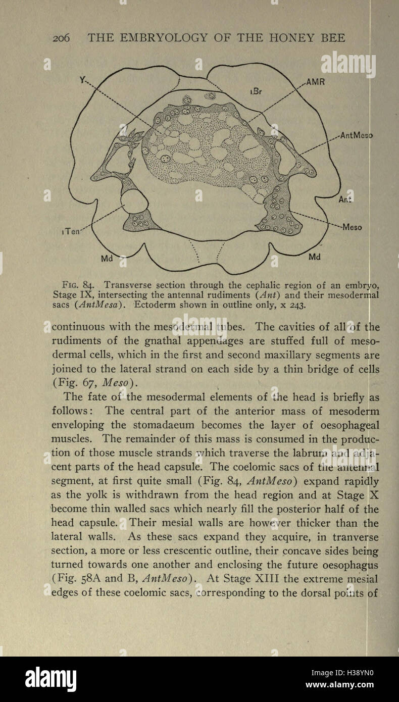 This study examines the embryonic development of the honey bee ...
