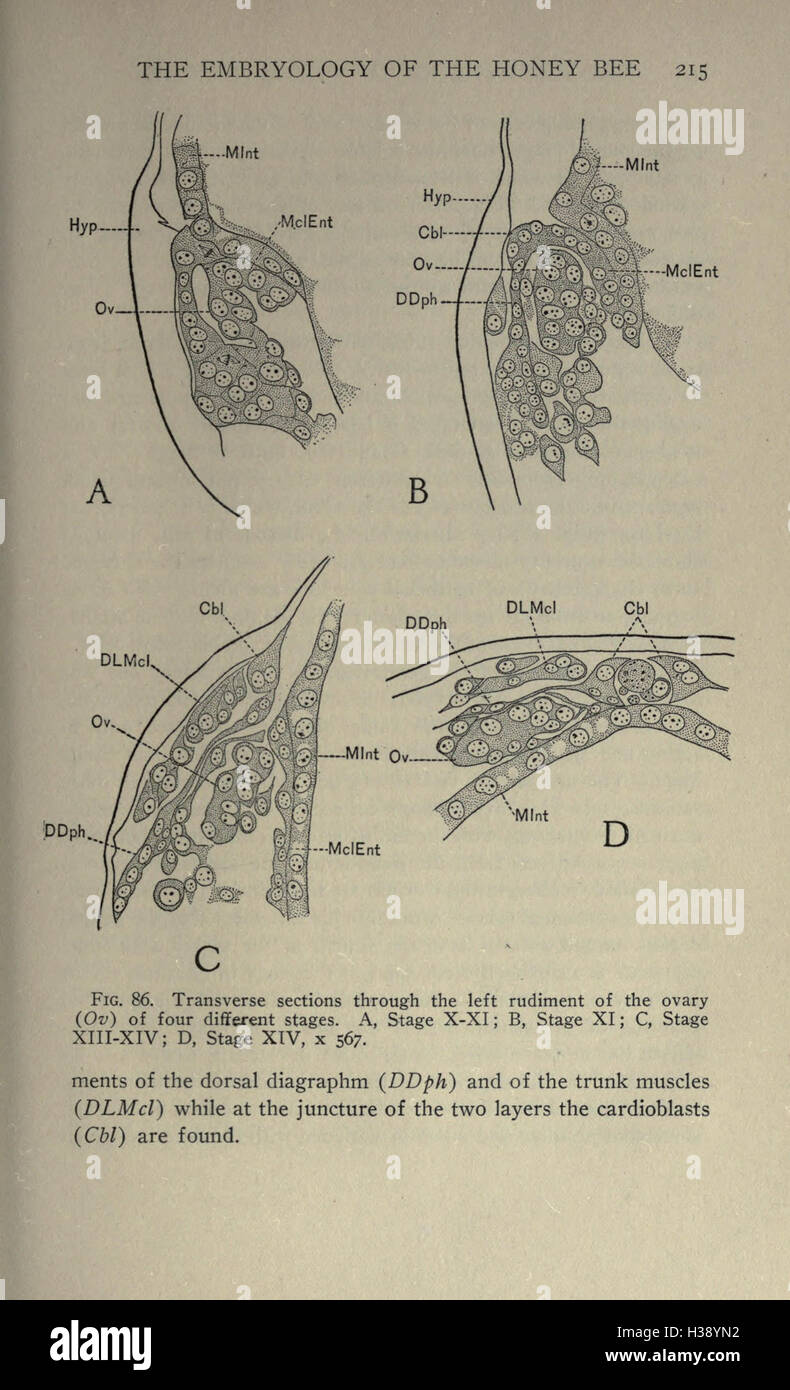 This text focuses on the developmental stages of the honey bee ...