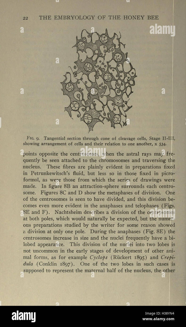 This work studies the embryological development of the honey bee ...