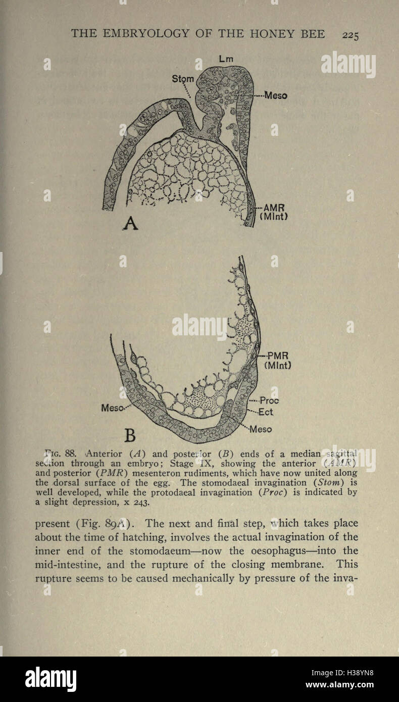 This work focuses on the developmental stages of honey bees from ...