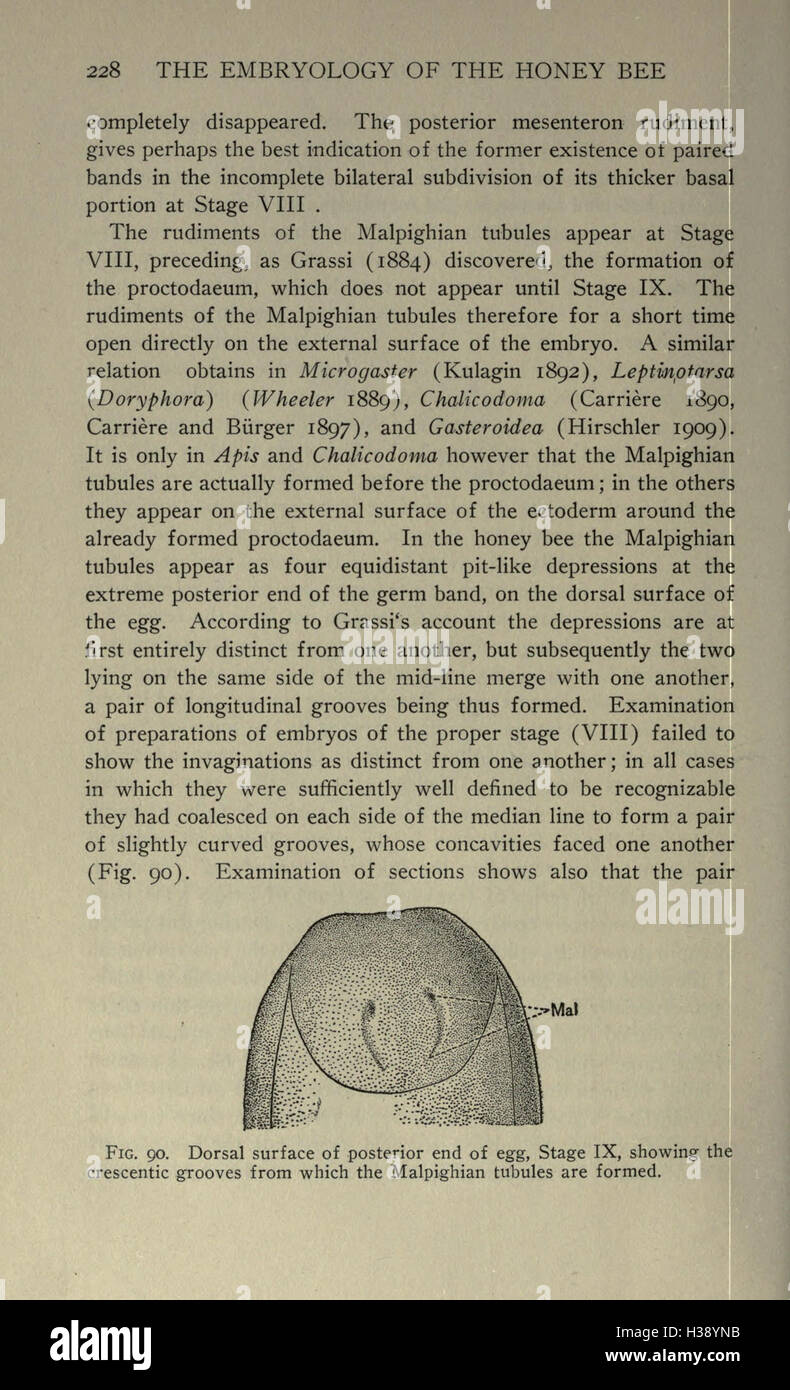 This page covers the embryological development of honey bees, detailing ...