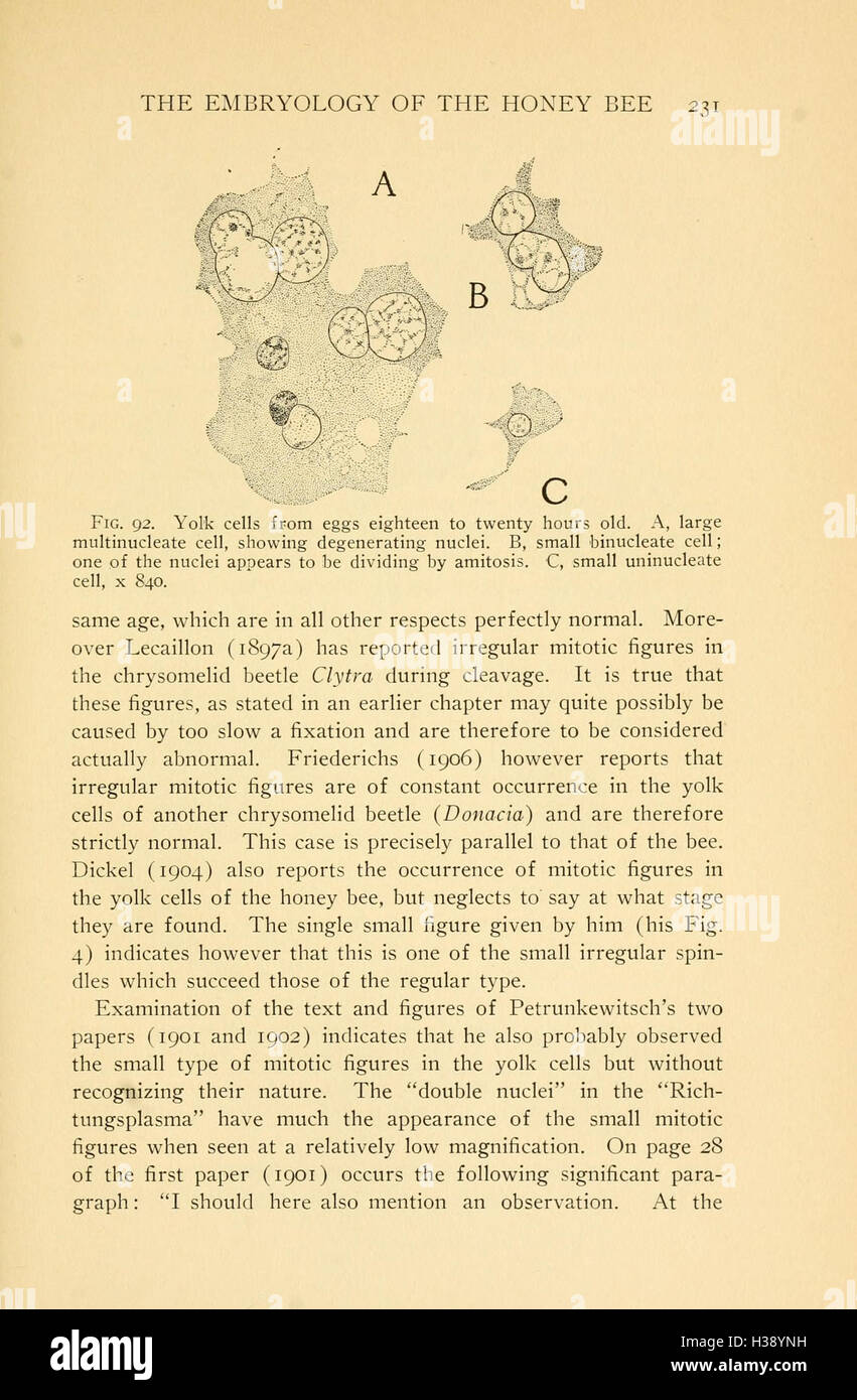 'The Embryology of the Honey Bee' explores the developmental stages of ...