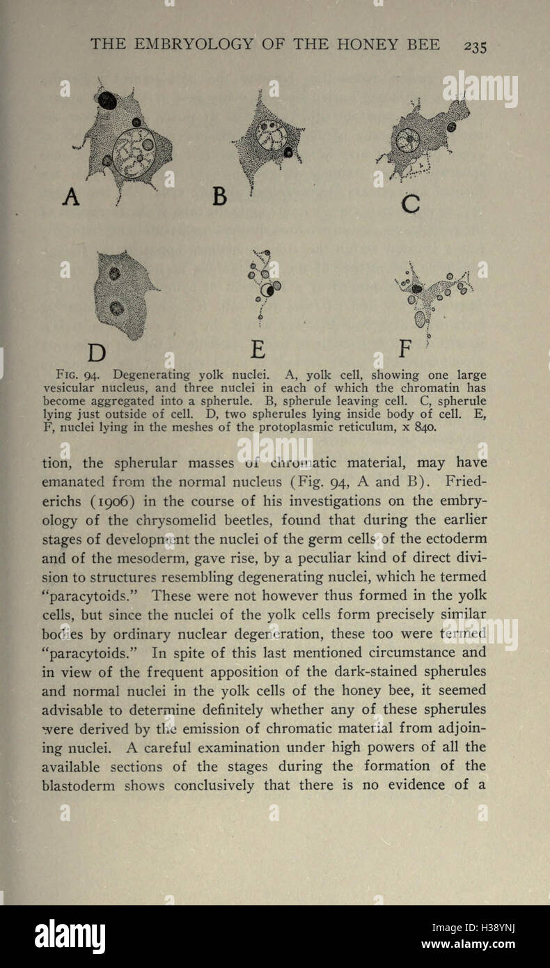 This page focuses on the developmental stages of the honey bee from ...