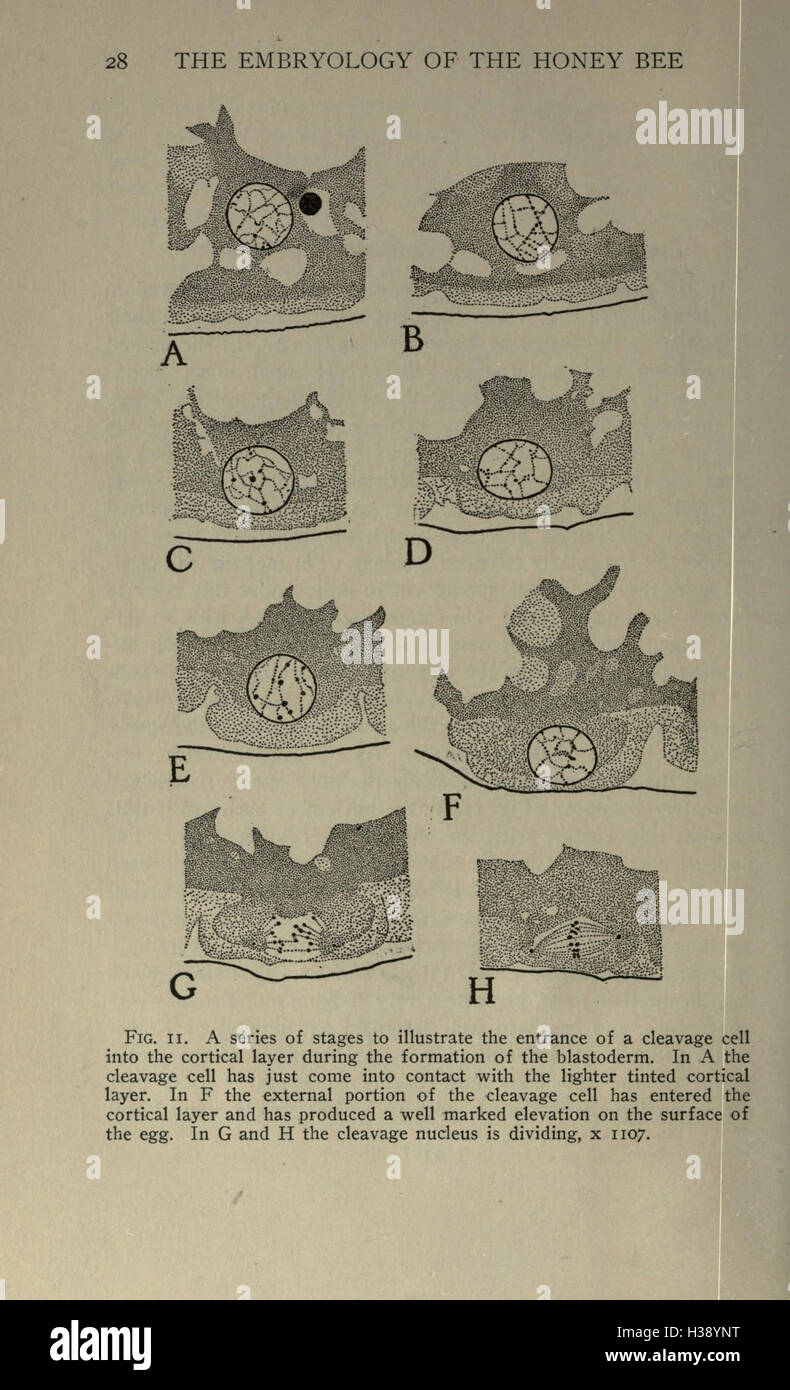This study explores the developmental stages of honey bee embryos ...