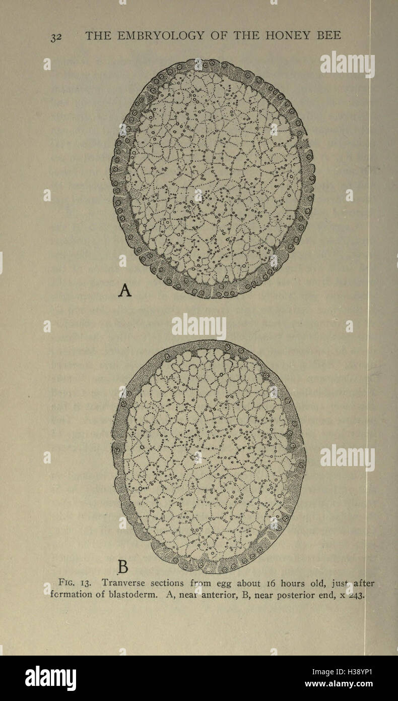 This work explores the embryology of the honey bee, detailing the ...