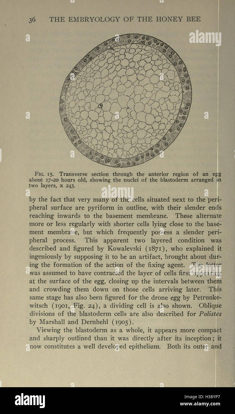 This work explores the embryological development of honey bees ...