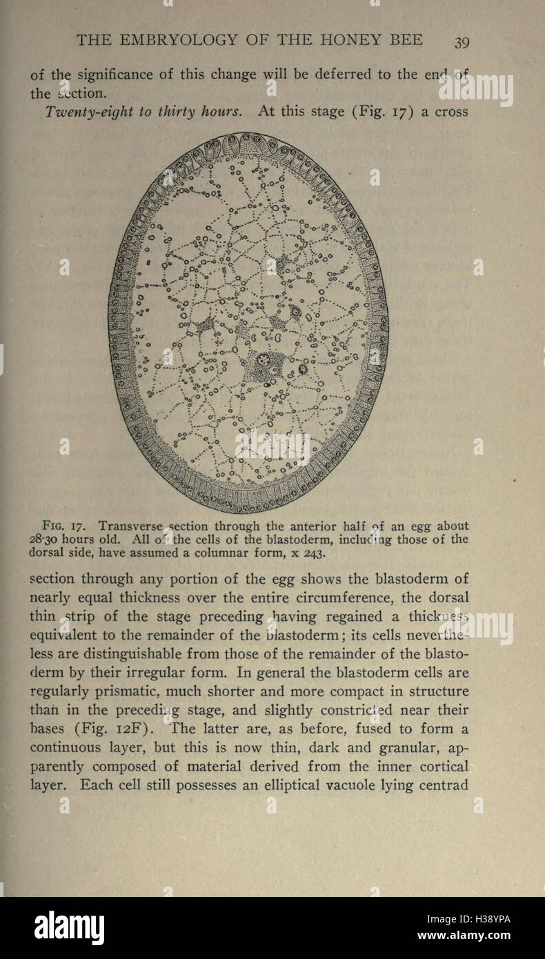 This work explores the developmental biology of honey bees, focusing on ...