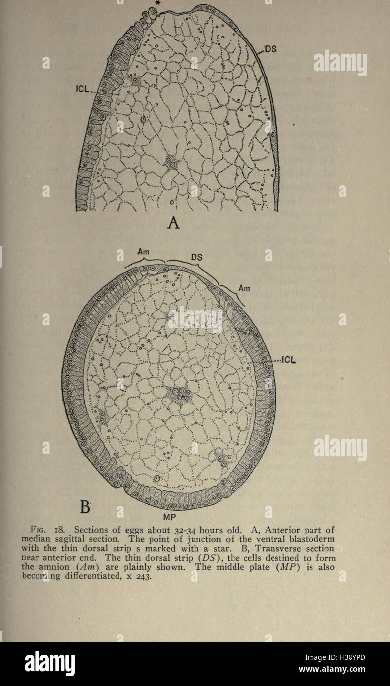 This study examines the embryological development of the honey bee ...