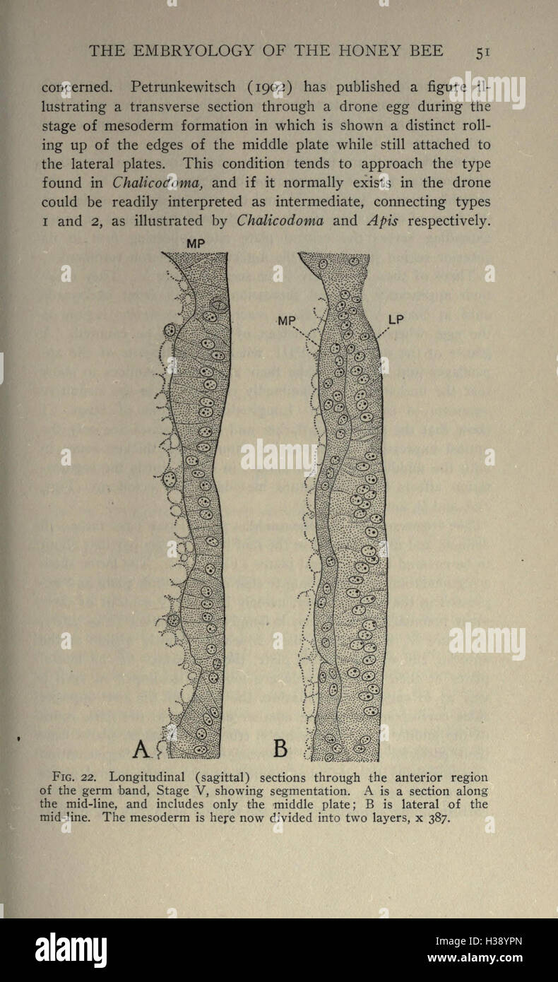 A study on the embryonic development of the honey bee, focusing on ...