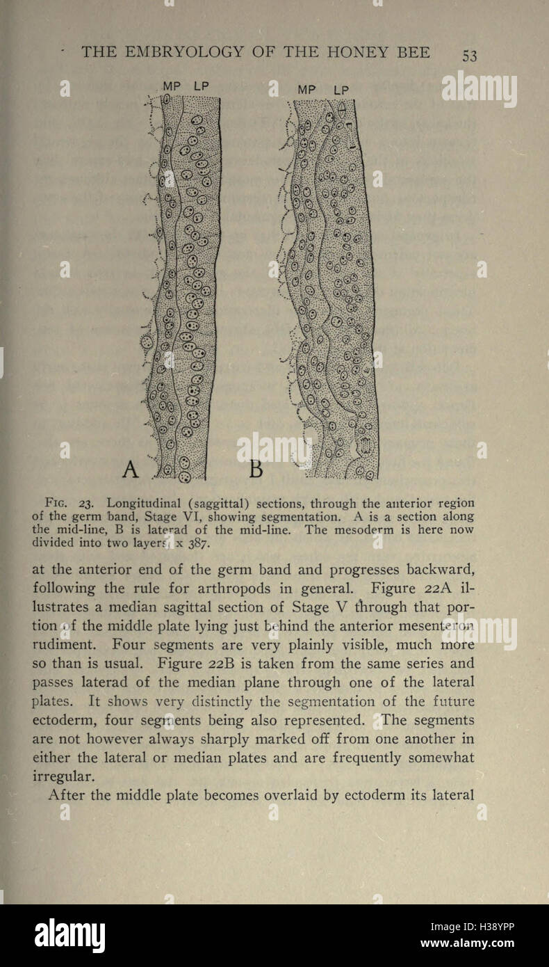 This work focuses on the developmental stages of the honey bee, from ...