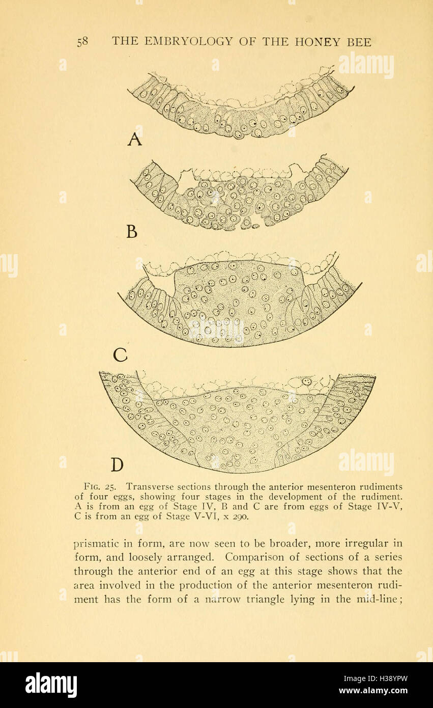 This work explores the developmental stages of the honey bee, from ...