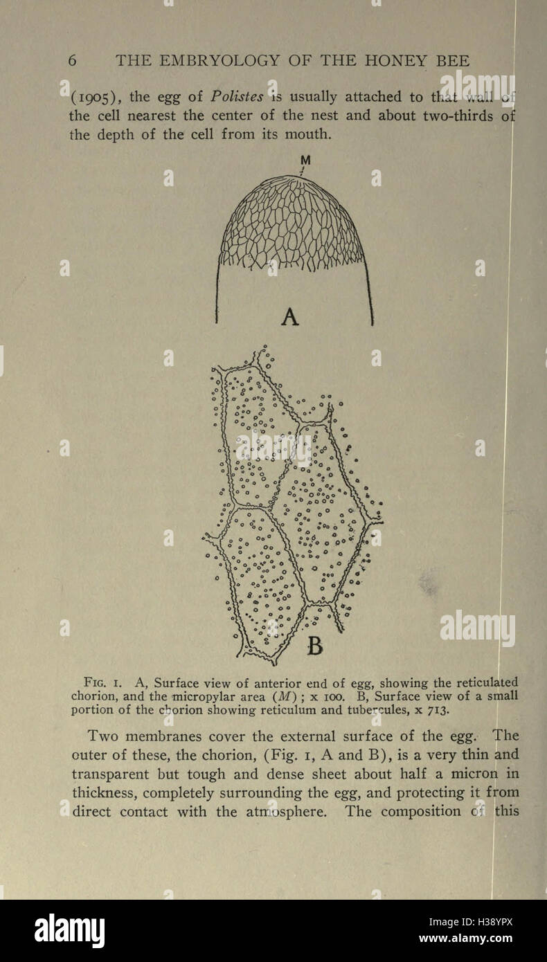 A detailed study on the embryology of honey bees, focusing on the ...