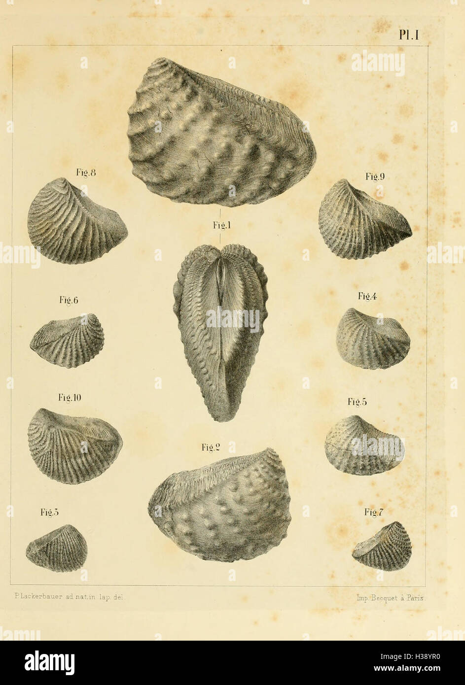 This monograph focuses on the British fossil genus Trigonia, detailing ...
