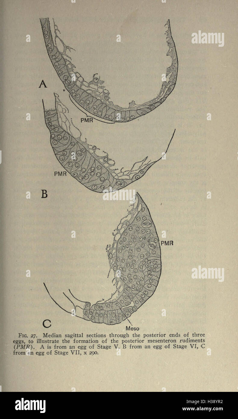 This work delves into the embryology of honey bees, describing their ...