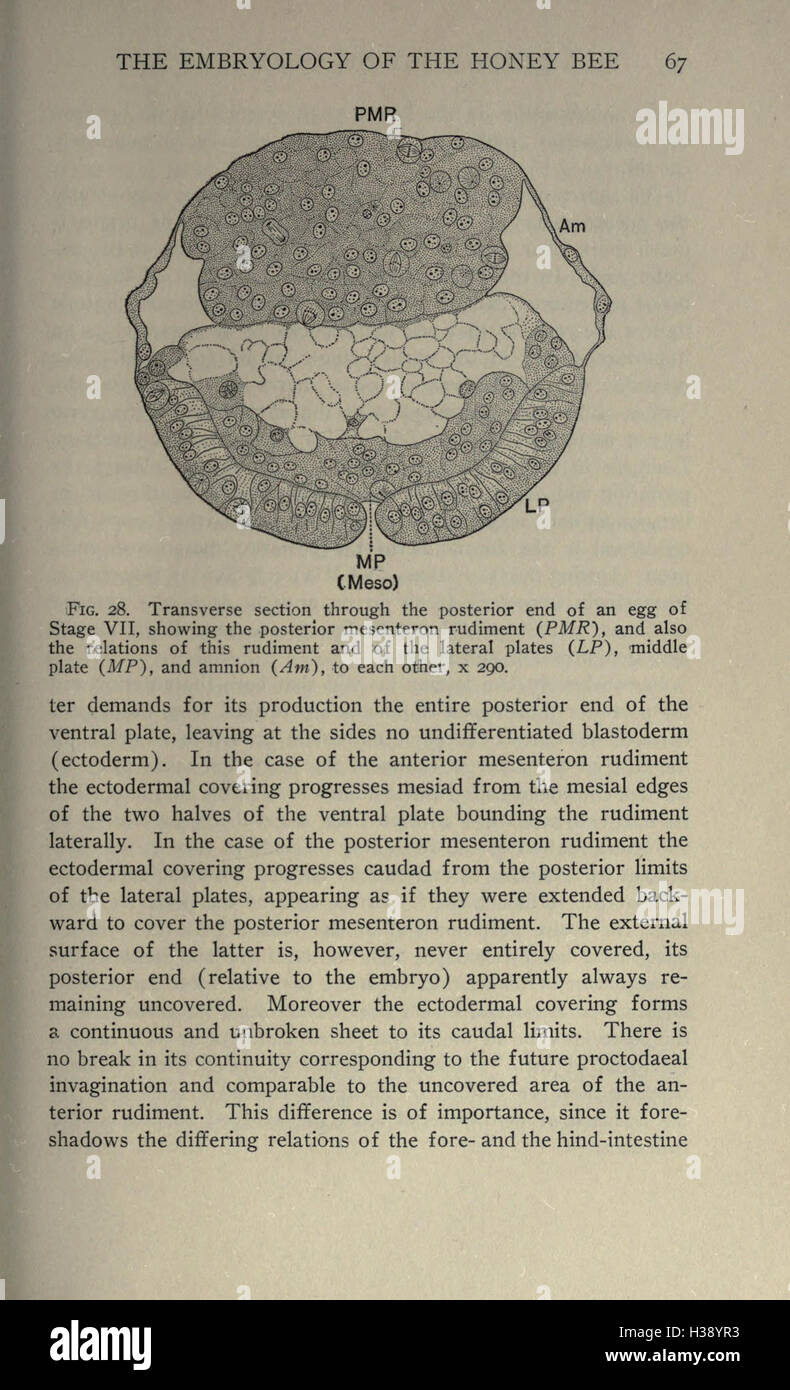 This page explores the embryology of the honey bee, describing the ...