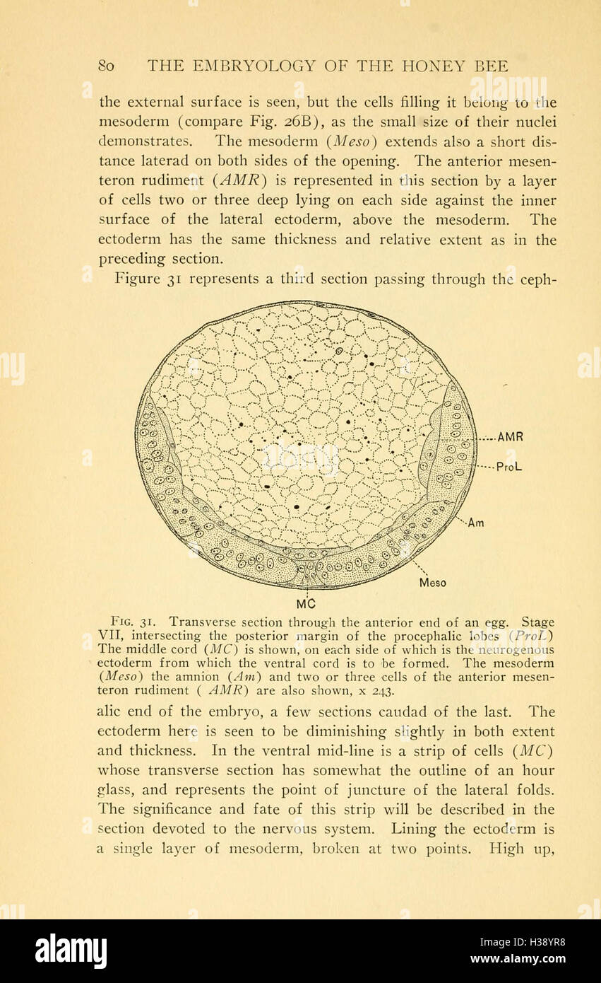 This study focuses on the development of honey bee embryos, exploring ...