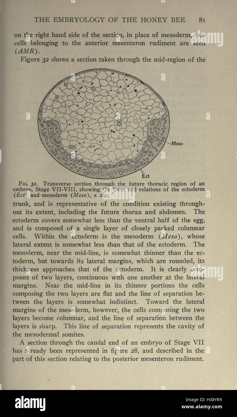 This study examines the embryonic development of honey bees, providing ...