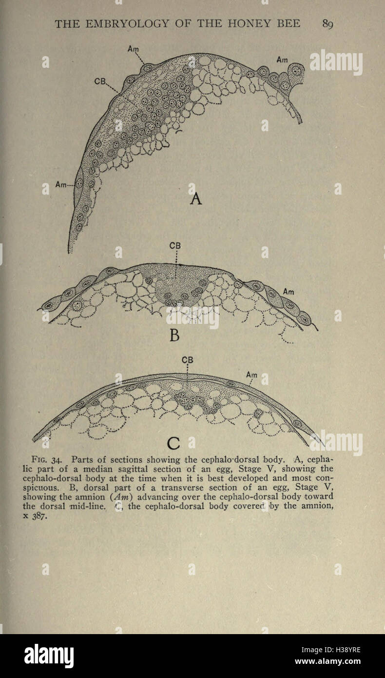 This work examines the development of the honey bee from embryo to ...