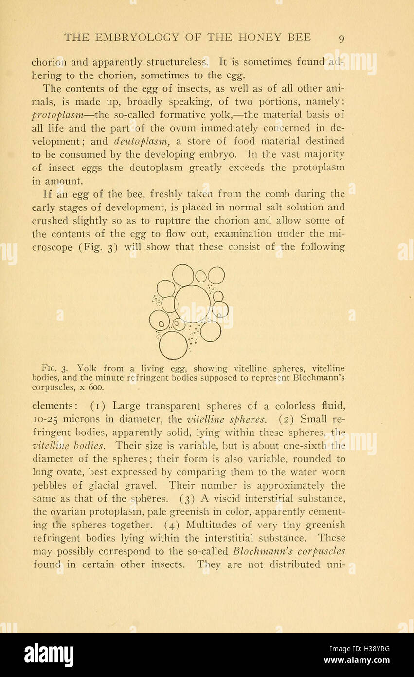 This text explores the developmental stages of the honey bee, focusing ...