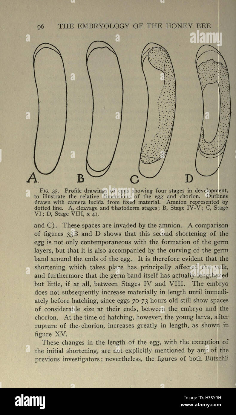 Page 96 of 'The Embryology of the Honey Bee' details the stages of ...