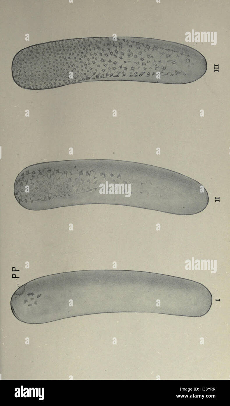 This work focuses on the developmental stages of the honey bee, from ...